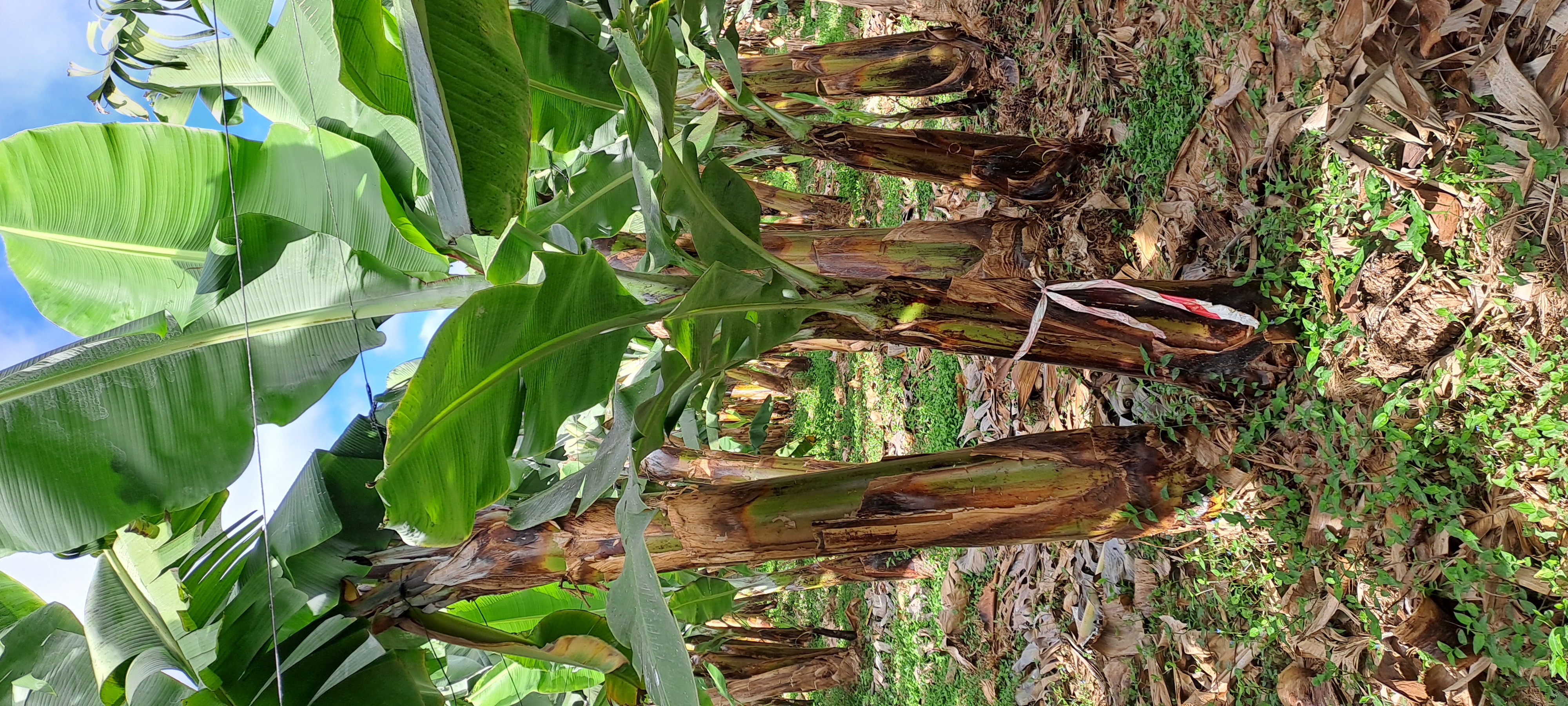 Banana - The microbiota of banana plants